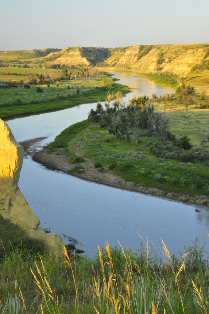 Little Missouri River Bison Crossing The Little Missouri #2 By Chuck